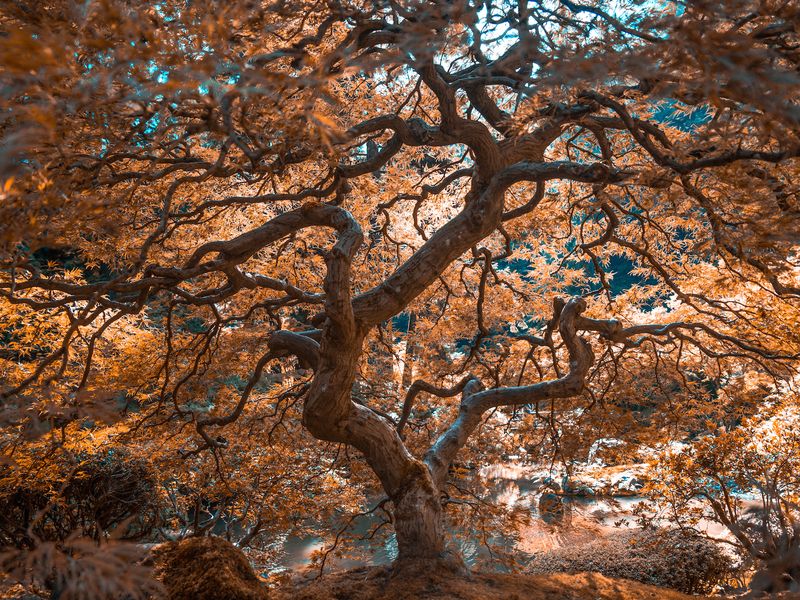 Japanese Tree | Smithsonian Photo Contest | Smithsonian Magazine