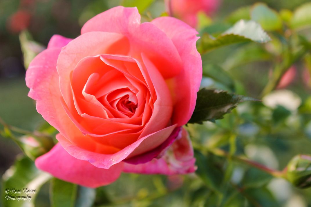 Fall Pink Rose. | Smithsonian Photo Contest | Smithsonian Magazine