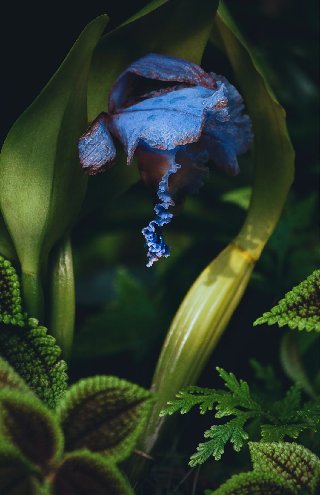 Spotlight Bloom (2018) | Smithsonian Photo Contest | Smithsonian Magazine