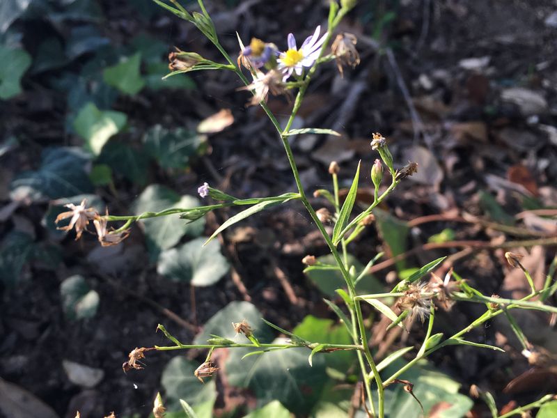 The Flowers Amongst Weeds | Smithsonian Photo Contest | Smithsonian ...