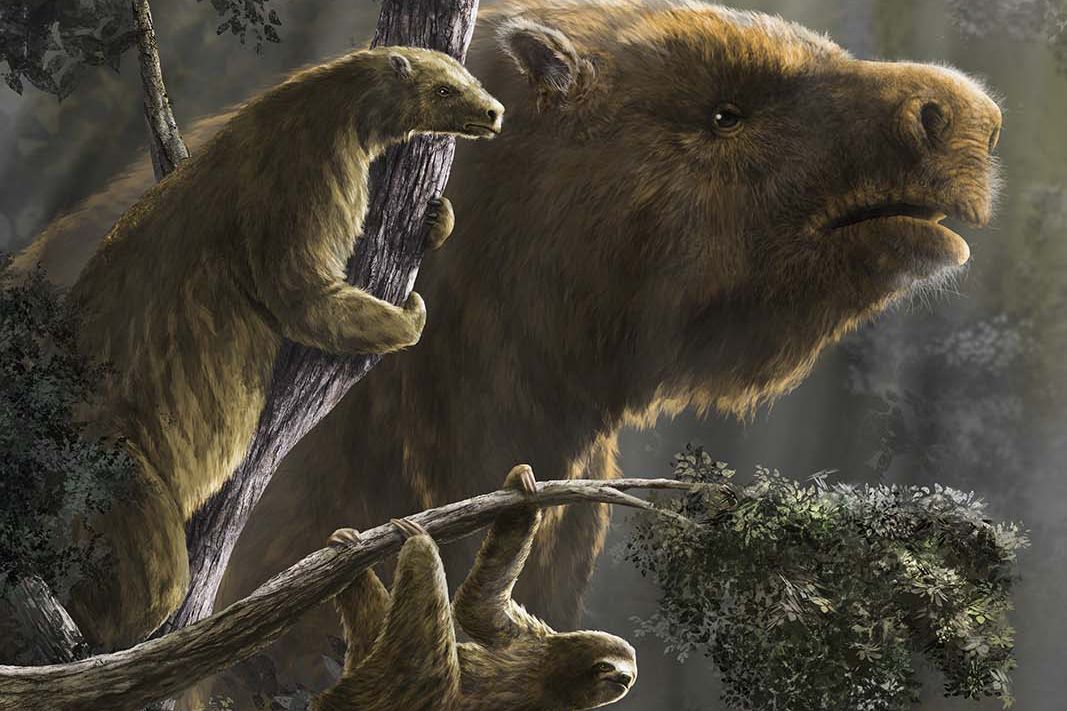 Giant Sloths and Many Other Massive Creatures Were Once Common on Our ...