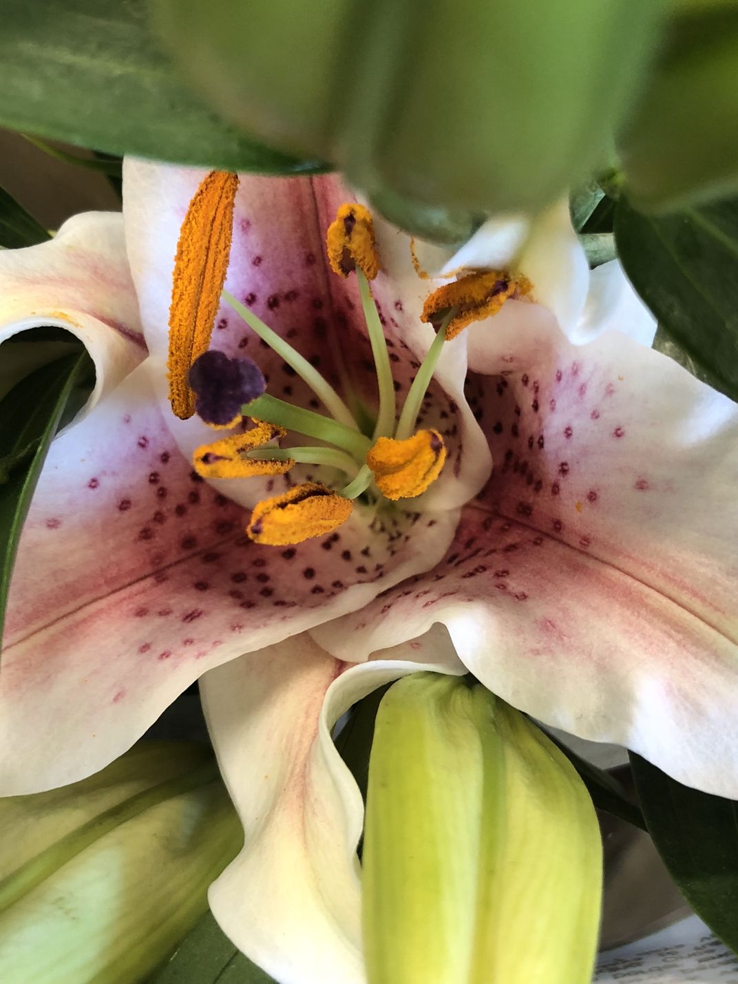 Upclose of a lily in bloom | Smithsonian Photo Contest | Smithsonian ...