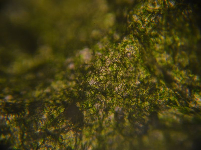 Leaf's anatomy through microscope | Smithsonian Photo Contest ...