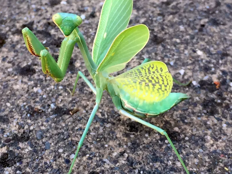 A Praying Mantis Asserting its Boundaries | Smithsonian Photo Contest ...