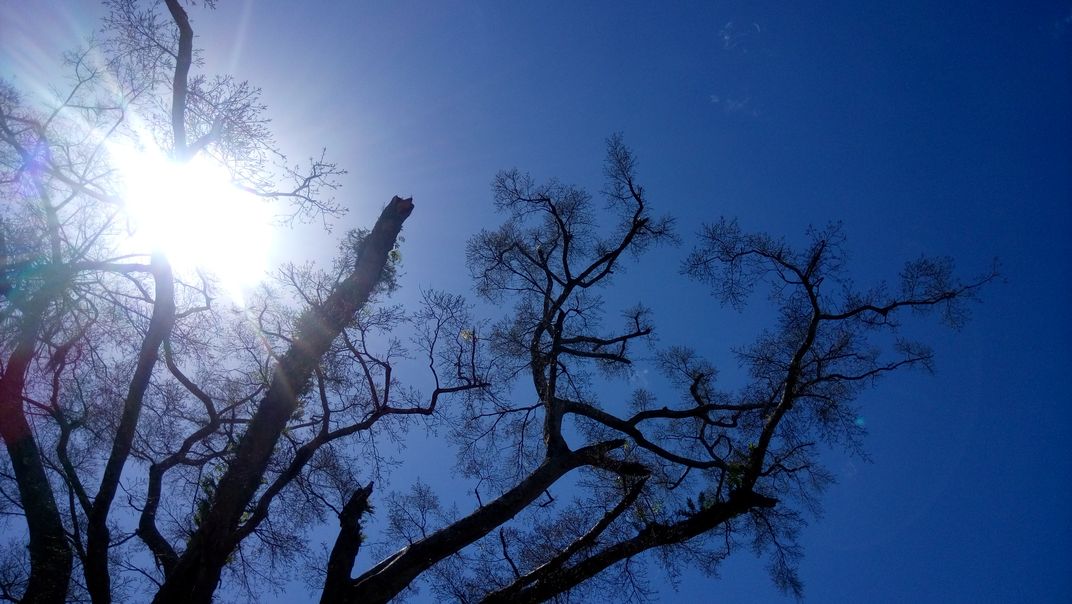 The Millenium Tree | Smithsonian Photo Contest | Smithsonian Magazine