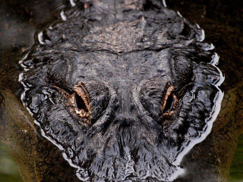 Gatorsaurus | Smithsonian Photo Contest | Smithsonian Magazine