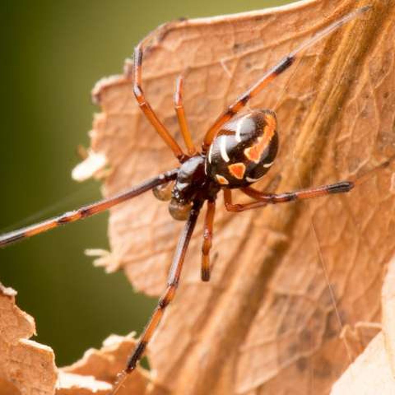 black widow spiderling cloud