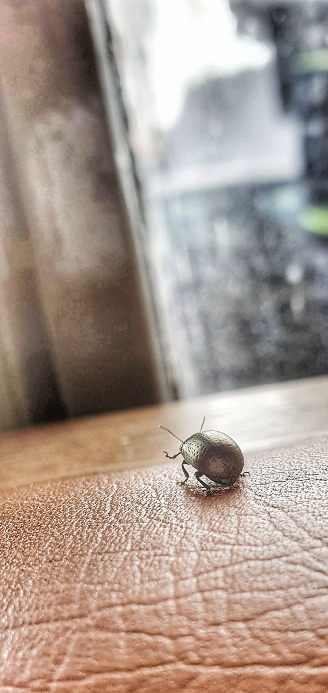 So long little golden beetle | Smithsonian Photo Contest | Smithsonian ...