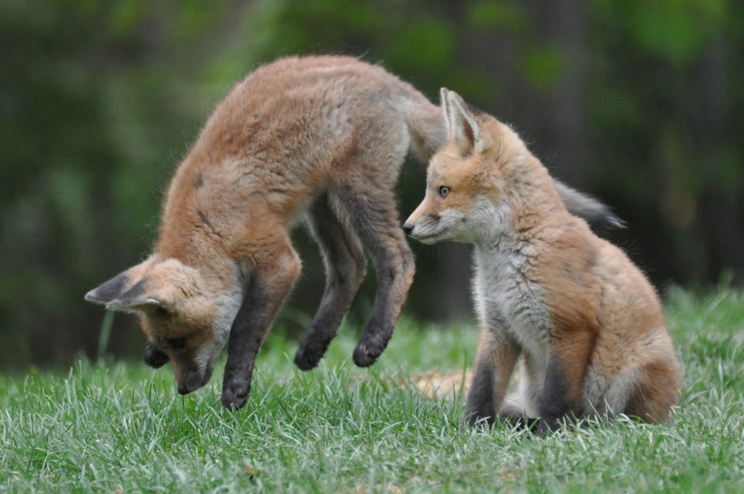 Baby foxes pouncing on their food. | Smithsonian Photo Contest ...