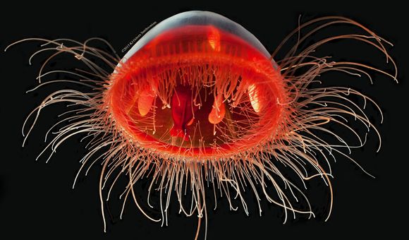 National Museum of Natural History Blog | Smithsonian Magazine