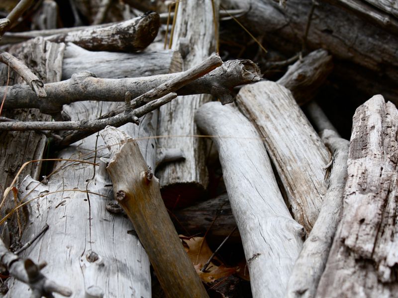 Driftwood | Smithsonian Photo Contest | Smithsonian Magazine