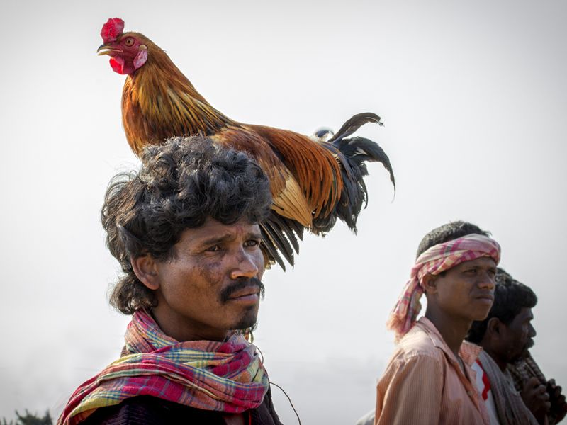 An all rooster story(not to mention men)... | Smithsonian Photo Contest ...