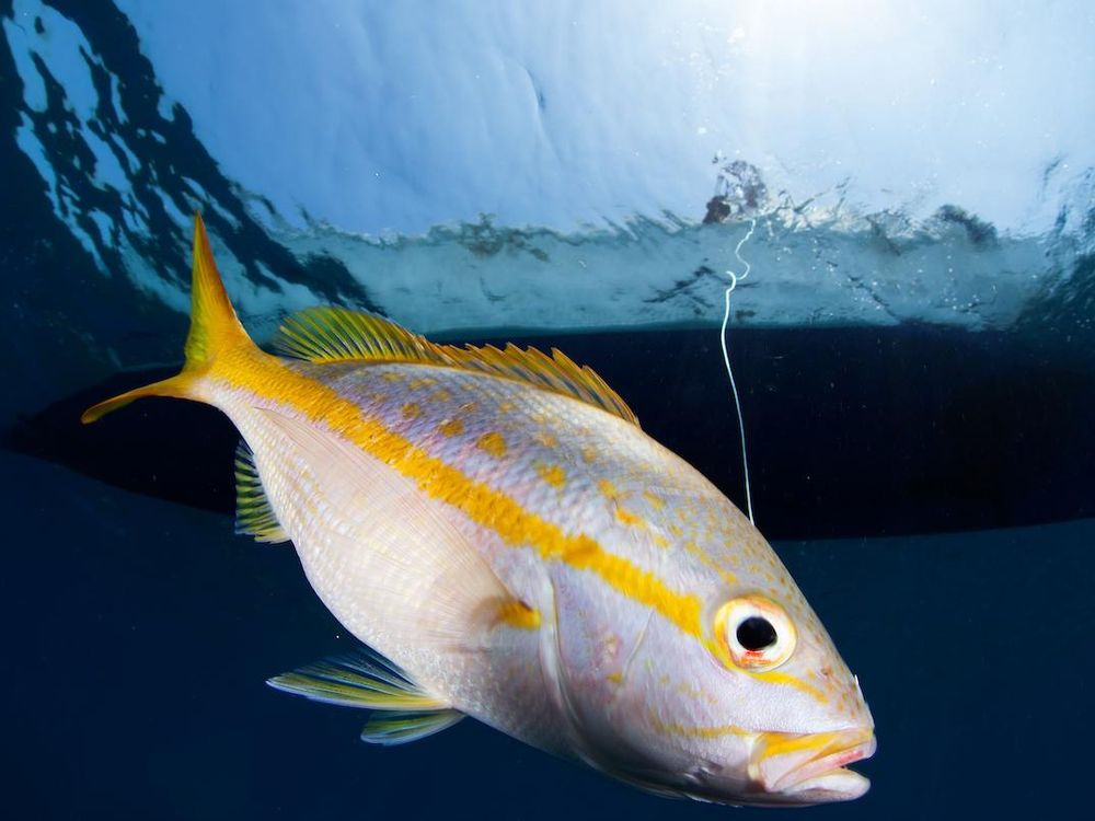 To Pinpoint the Origin of a Fish, Check Out Its Physique