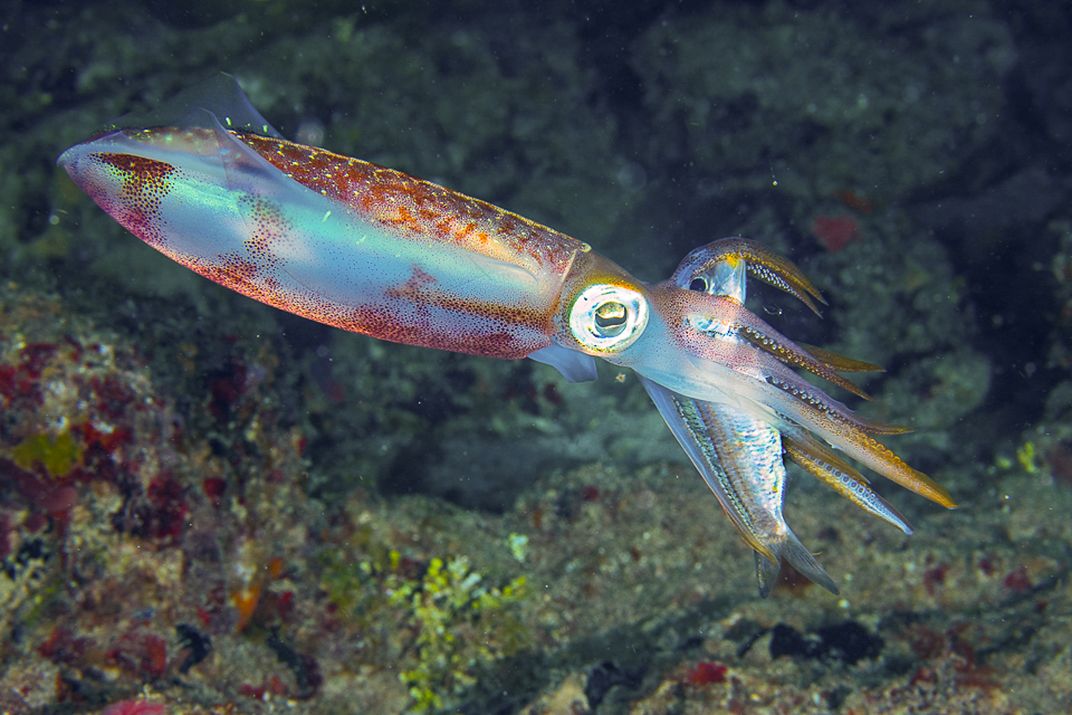 Squid feeding at night | Smithsonian Photo Contest | Smithsonian Magazine
