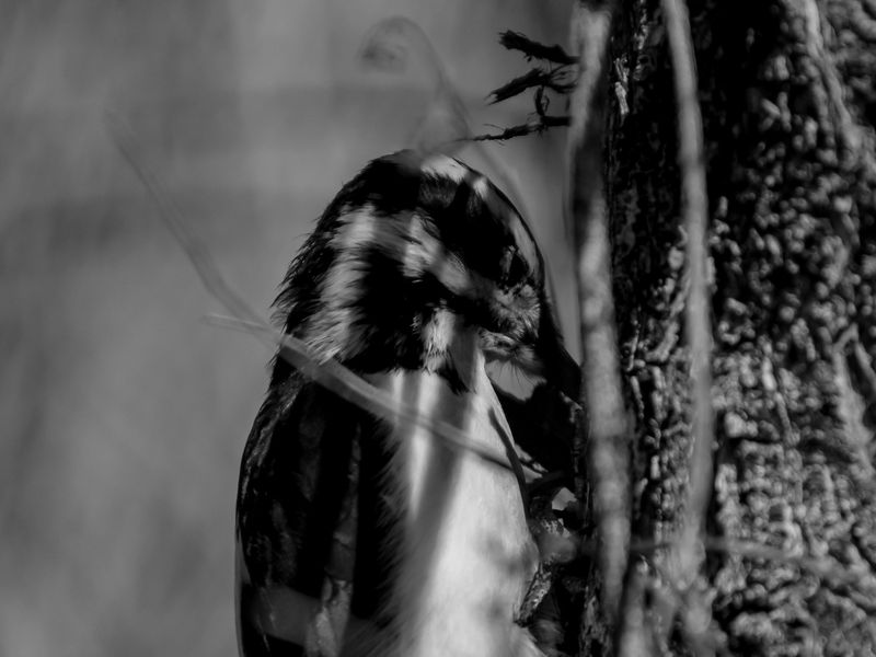 Shadow Bird | Smithsonian Photo Contest | Smithsonian Magazine