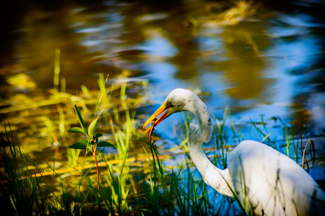 Great Egret feeding on a Lizard | Smithsonian Photo Contest ...