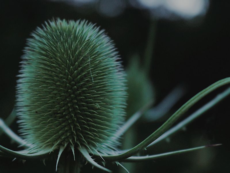 Plants you can find in a forest | Smithsonian Photo Contest ...