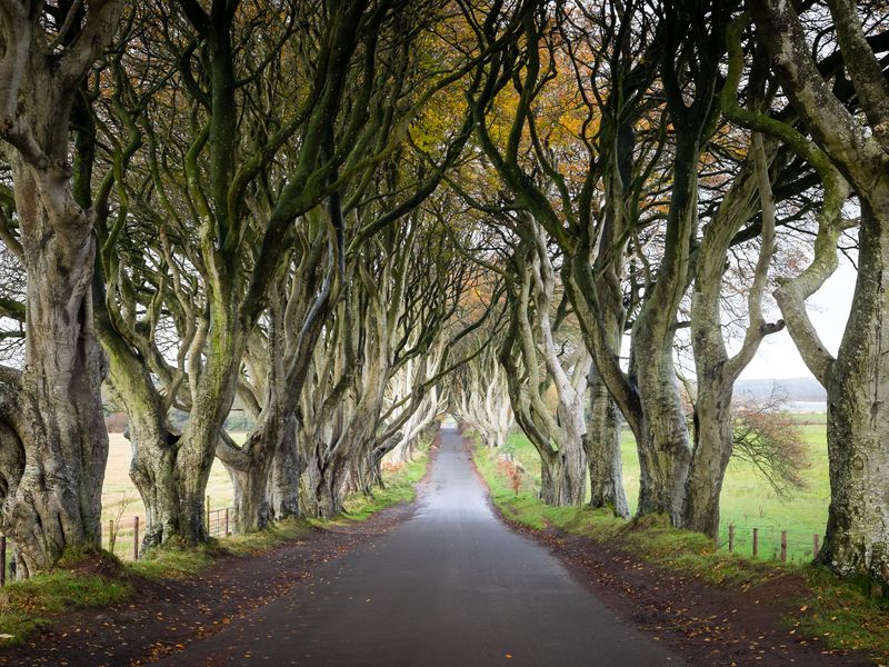 Dark hedges | Smithsonian Photo Contest | Smithsonian Magazine