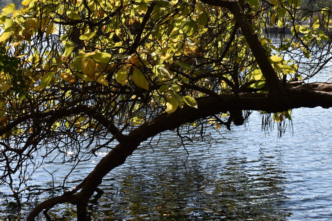 Autumn leaves reflect off water. | Smithsonian Photo Contest ...