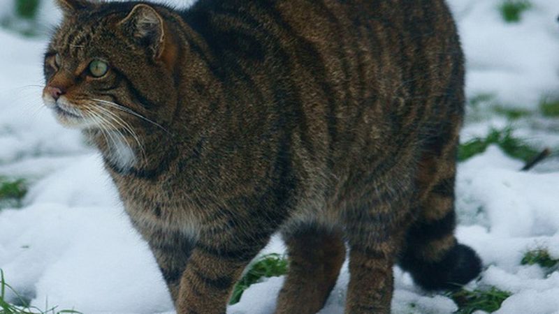 Scottish Wildcat Snow