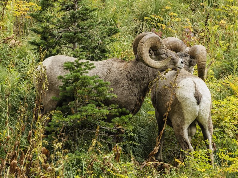 Two Rams | Smithsonian Photo Contest | Smithsonian Magazine