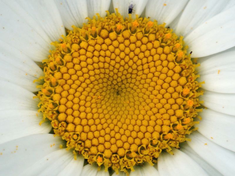 Inside of a daisy | Smithsonian Photo Contest | Smithsonian Magazine