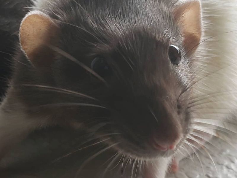 Roman the Rat | Smithsonian Photo Contest | Smithsonian Magazine