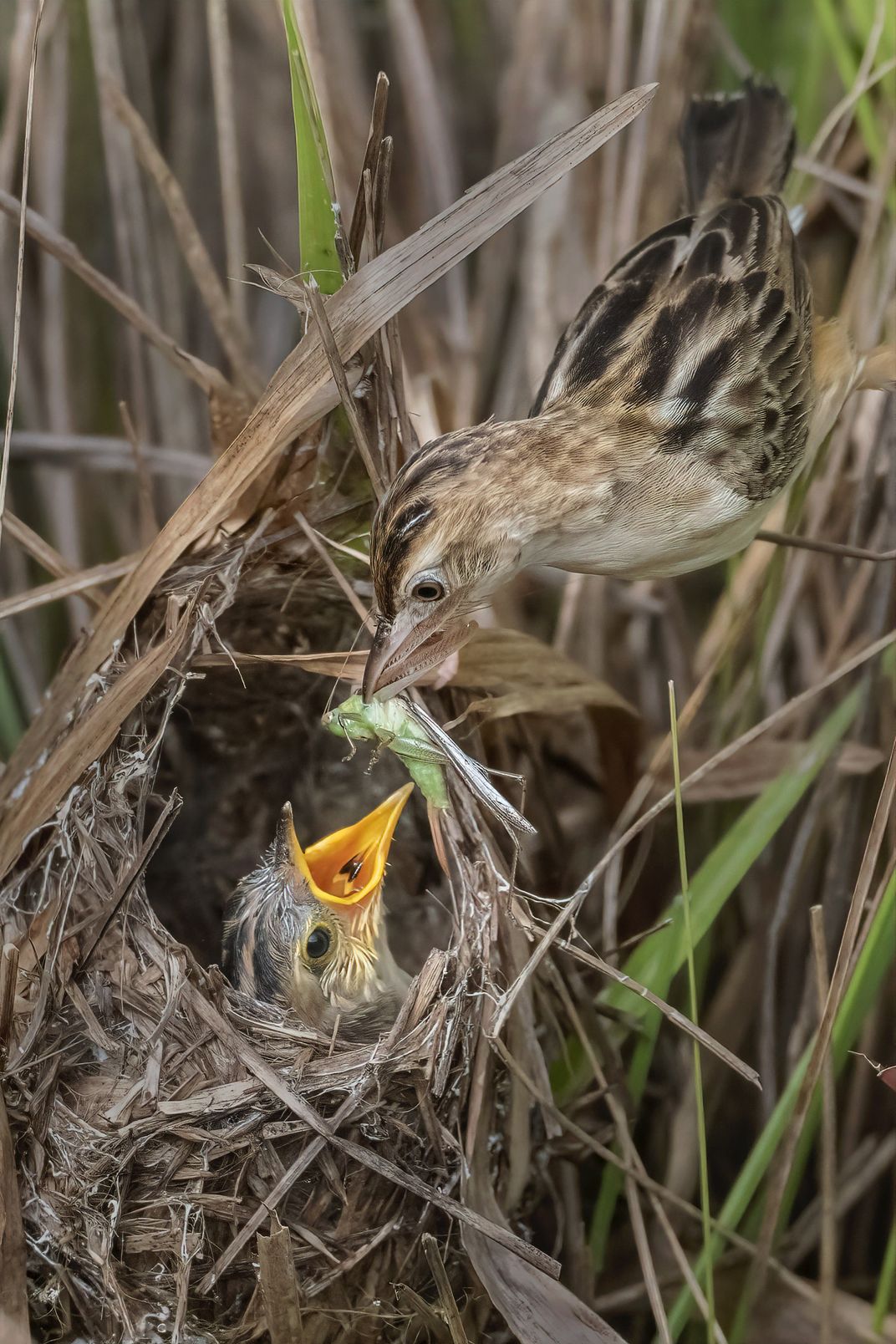 Zitting Cisticola feeding the young | Smithsonian Photo Contest ...