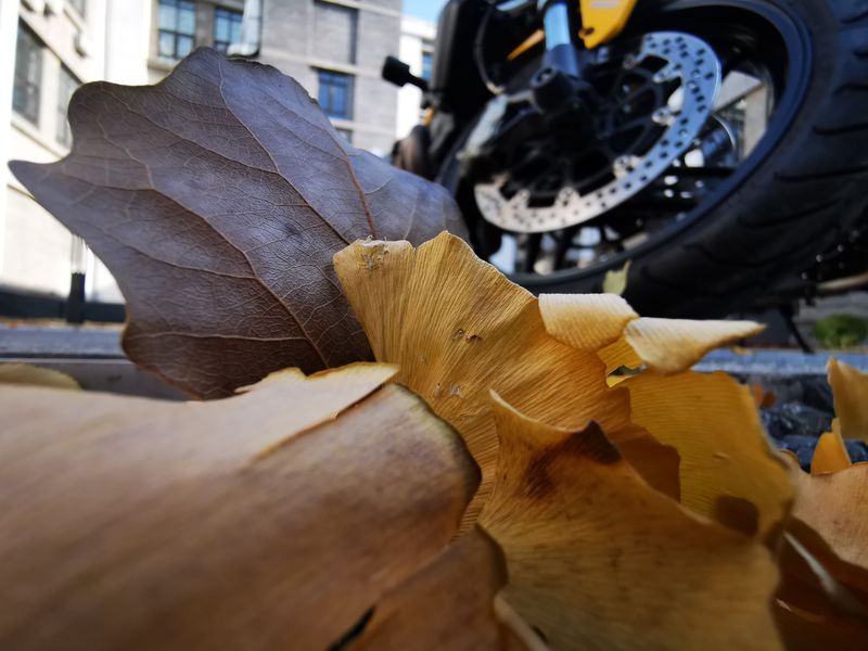 Autumn leaves by a motorcycle | Smithsonian Photo Contest | Smithsonian ...