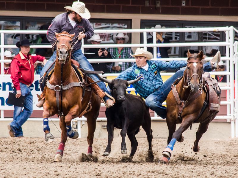 Steer Wrestler | Smithsonian Photo Contest | Smithsonian Magazine