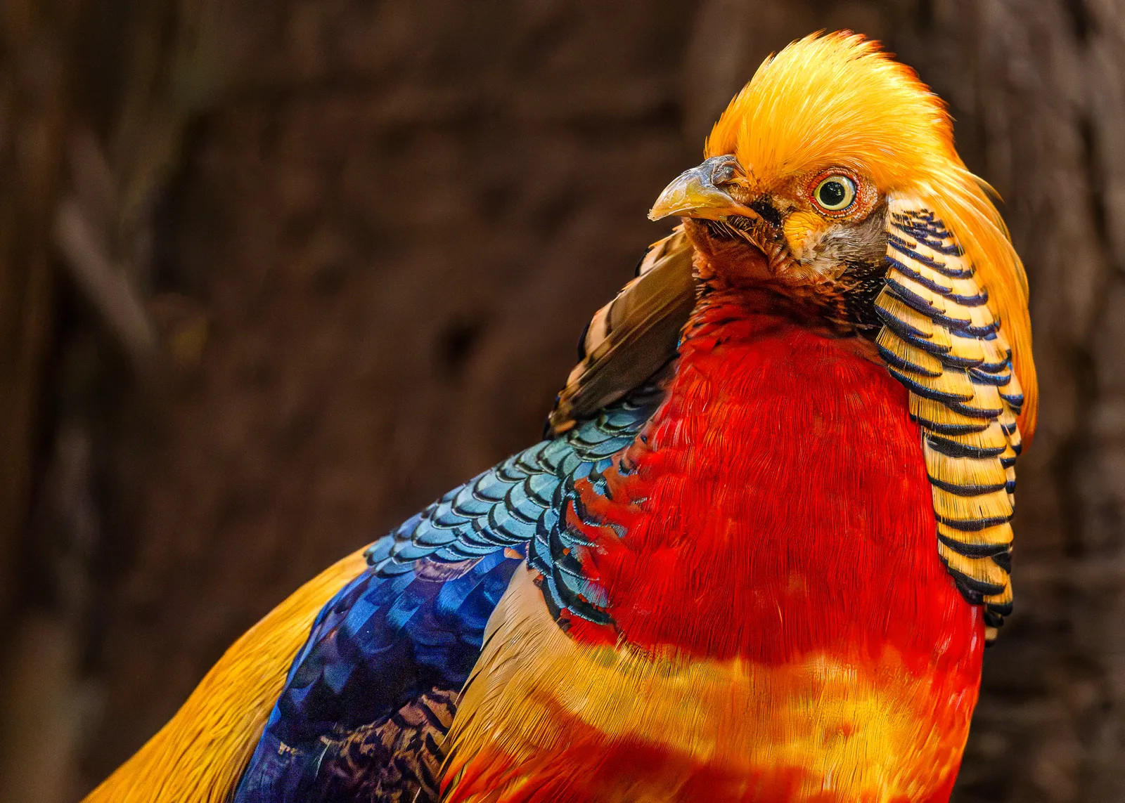 For Some Male Pheasants, Love Really Is Blind. Their Elaborate Feathers ...