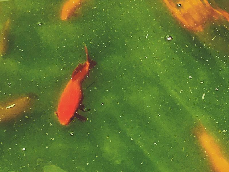 Fish | Smithsonian Photo Contest | Smithsonian Magazine