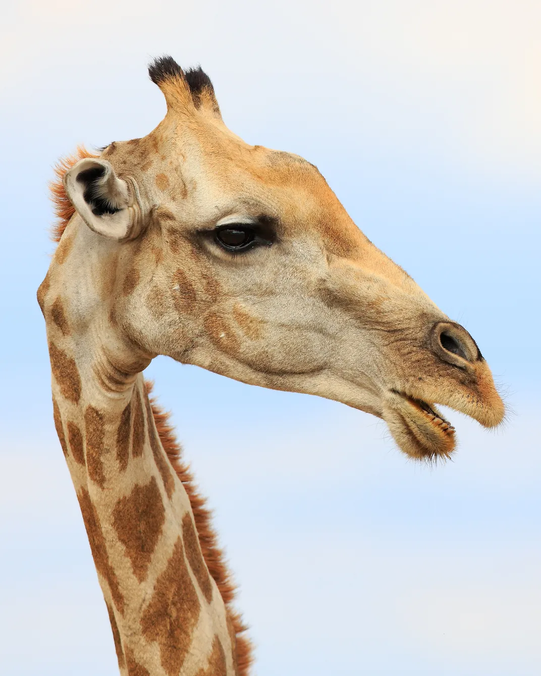 Conversations with a Giraffe | Smithsonian Photo Contest | Smithsonian ...