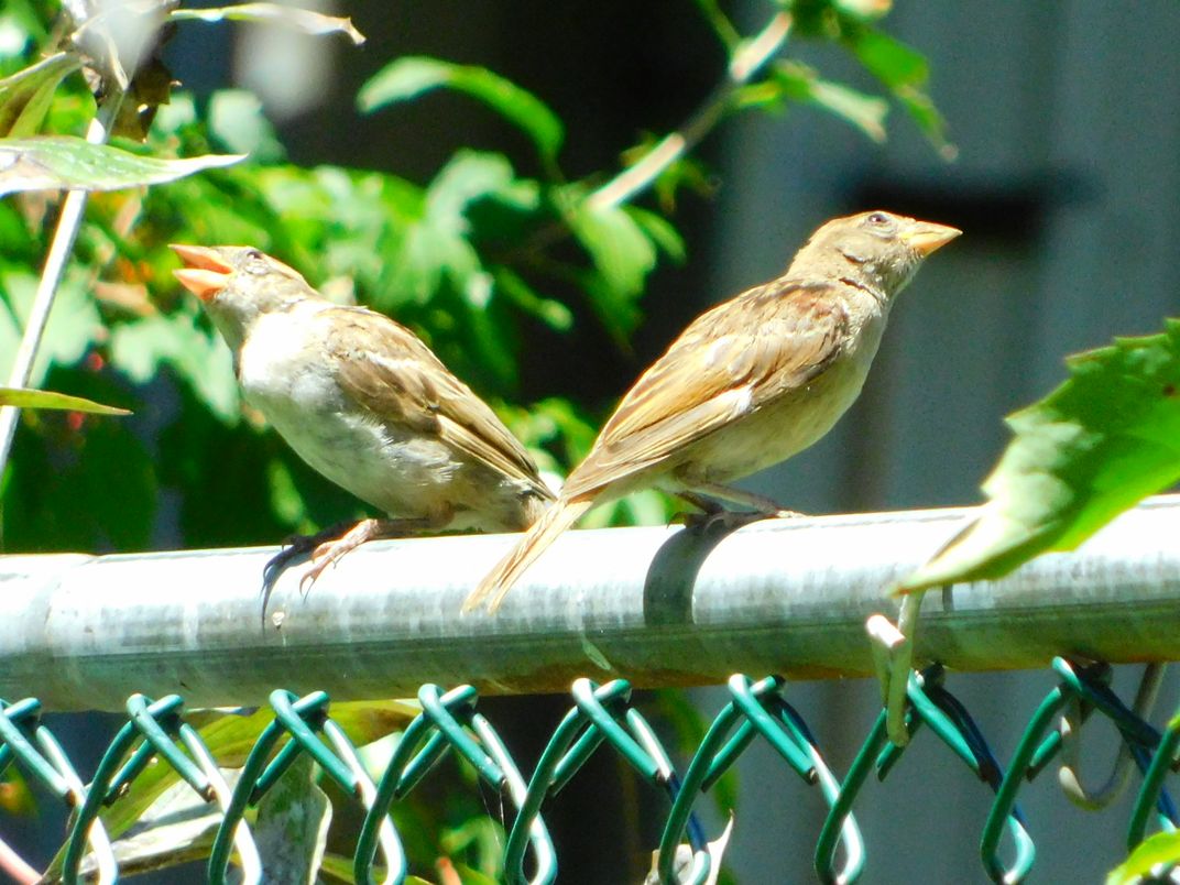 Two Birds Gazing Up at the Sky | Smithsonian Photo Contest ...
