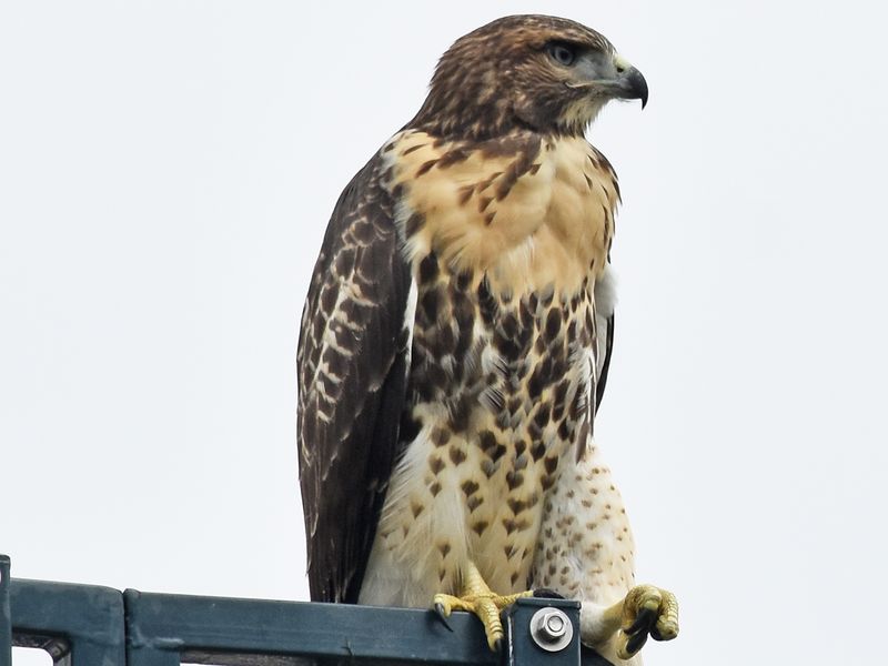 Young hawk sitting on the fence by the library. | Smithsonian Photo ...