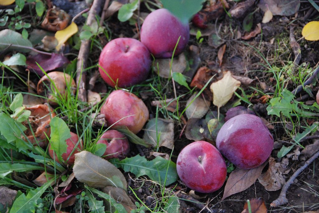 Fallen apples. | Smithsonian Photo Contest | Smithsonian Magazine