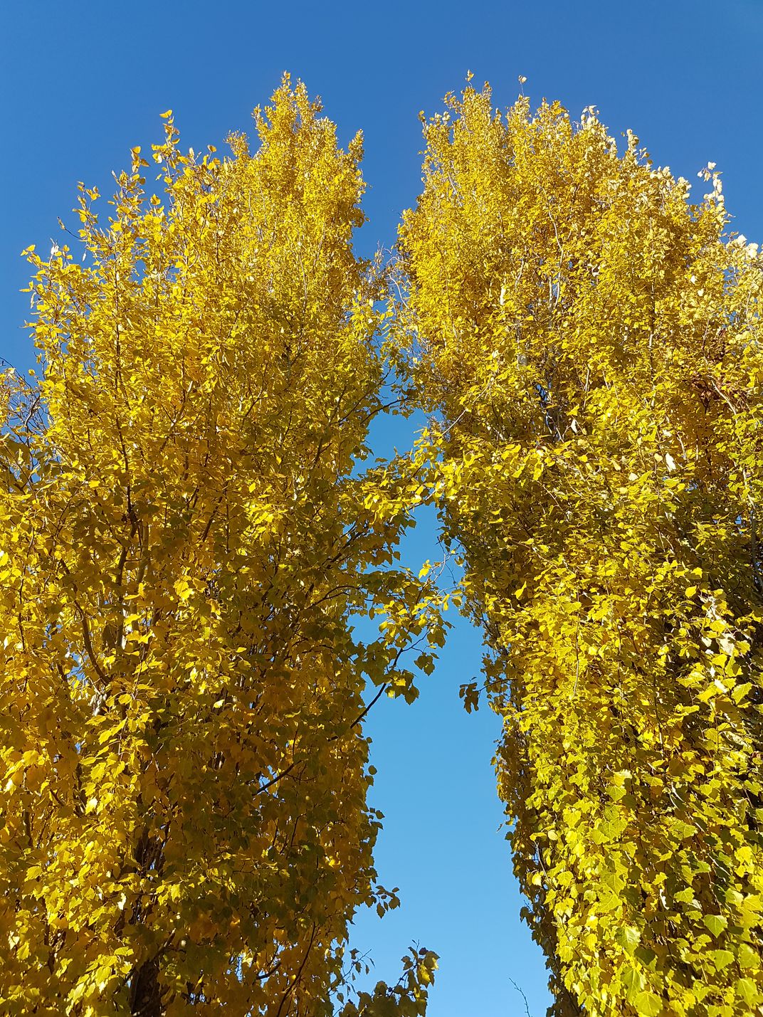 Fall in Edmonton, Canada | Smithsonian Photo Contest | Smithsonian Magazine