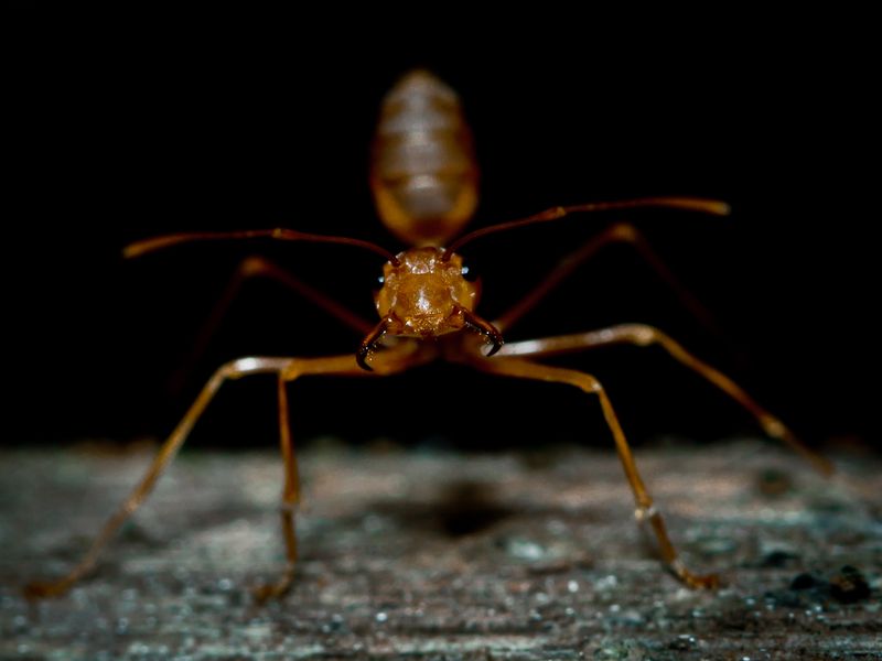 An small ant who is peeking out the world. | Smithsonian Photo Contest ...