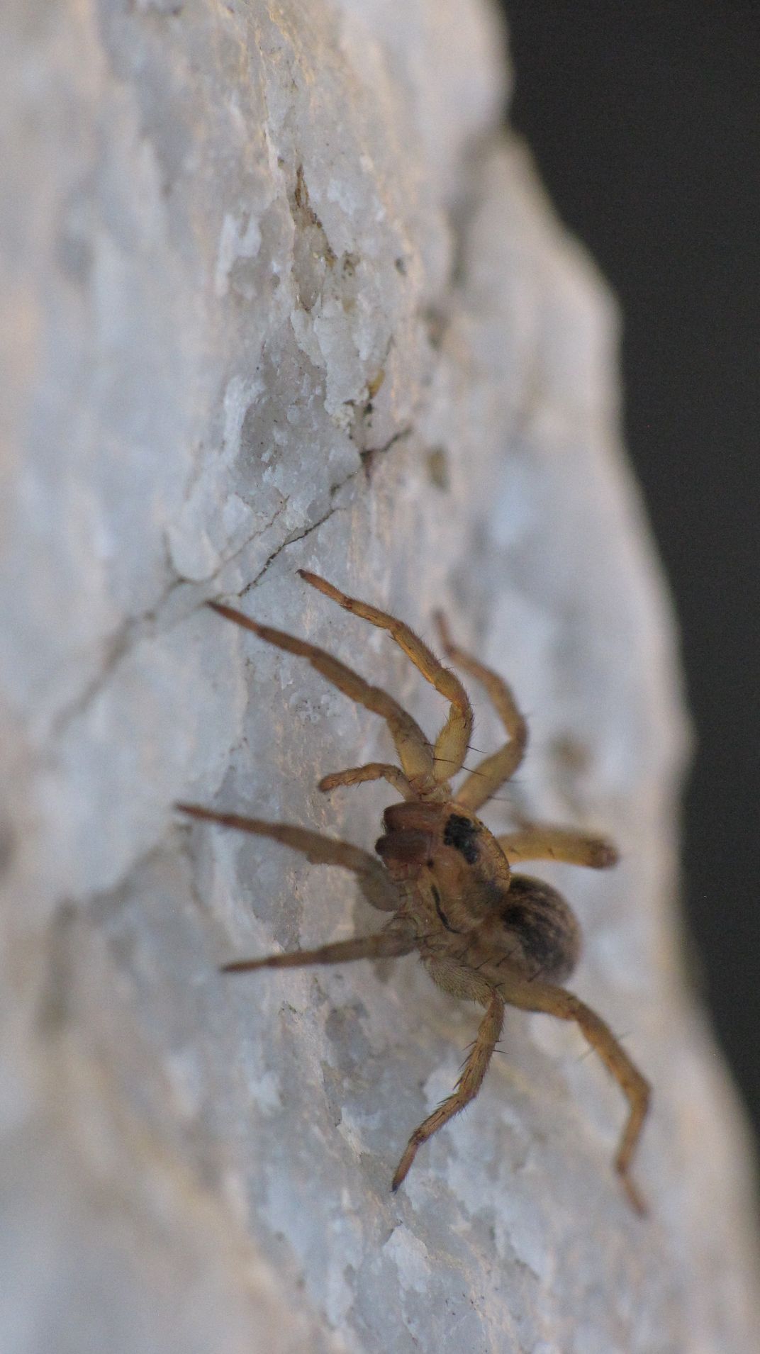 Spider on Quartz | Smithsonian Photo Contest | Smithsonian Magazine