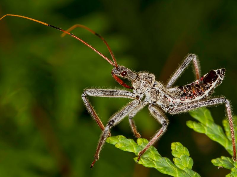 Showing the dance moves. An insect in my backyard posing like it is ...