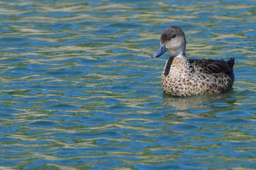 New Zealand Grey Teal On Blue Pond | Smithsonian Photo Contest ...