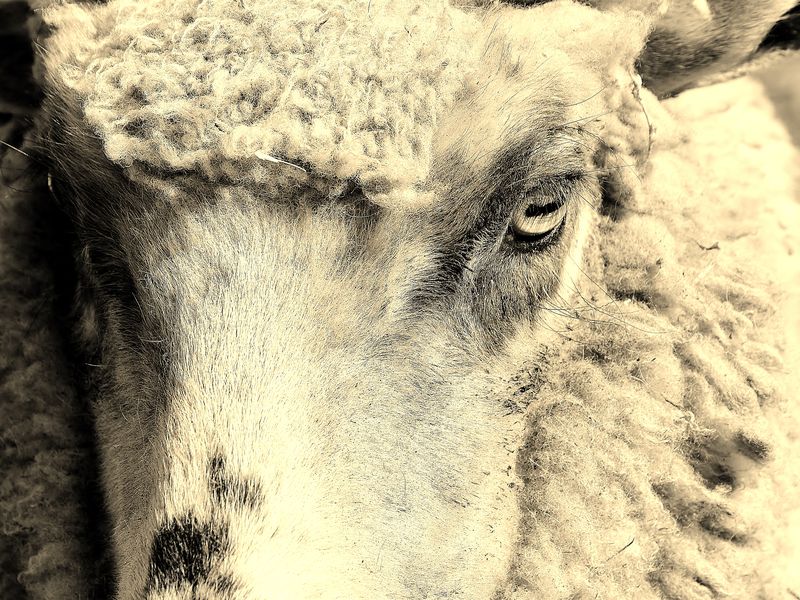 Close Up Sheep | Smithsonian Photo Contest | Smithsonian Magazine