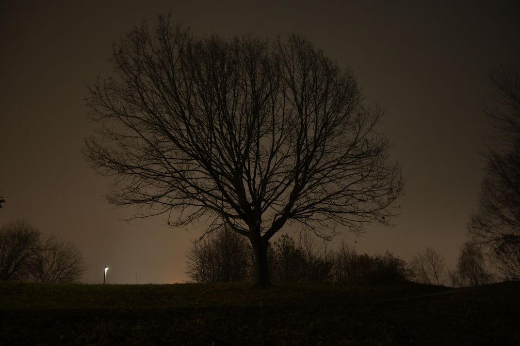 the tree of eternity | Smithsonian Photo Contest | Smithsonian Magazine