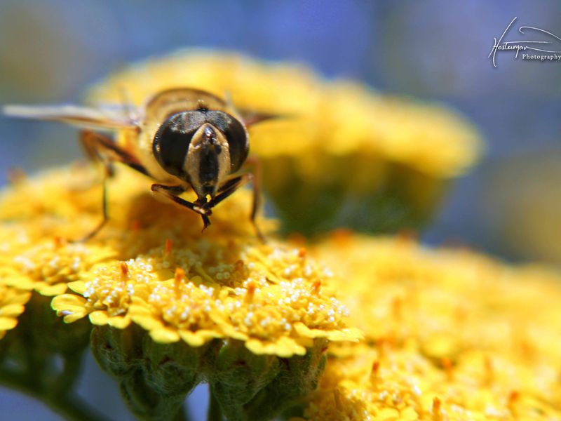 Close-up of a bee on flower | Smithsonian Photo Contest | Smithsonian ...