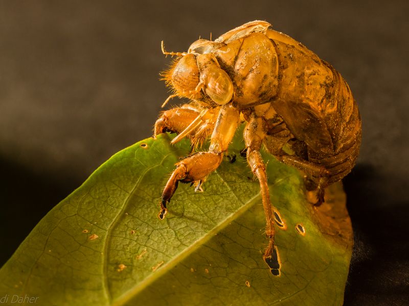 Zombie Cicada | Smithsonian Photo Contest | Smithsonian Magazine
