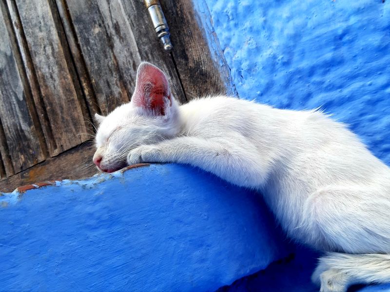 sleepy white cat | Smithsonian Photo Contest | Smithsonian Magazine