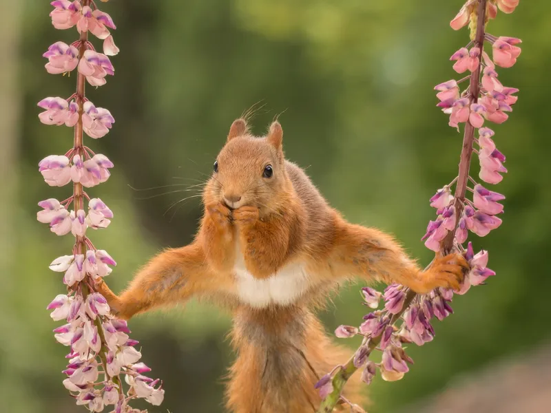Red Squirrel Split Between Flowers | Smithsonian Photo Contest ...