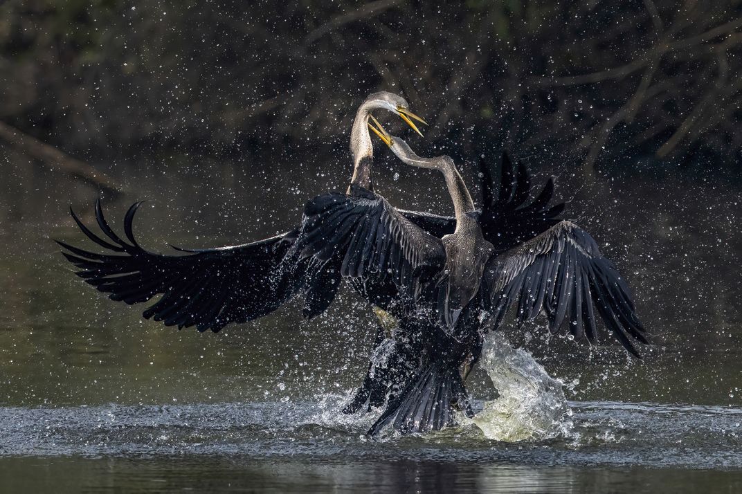 Dart Combat | Smithsonian Photo Contest | Smithsonian Magazine