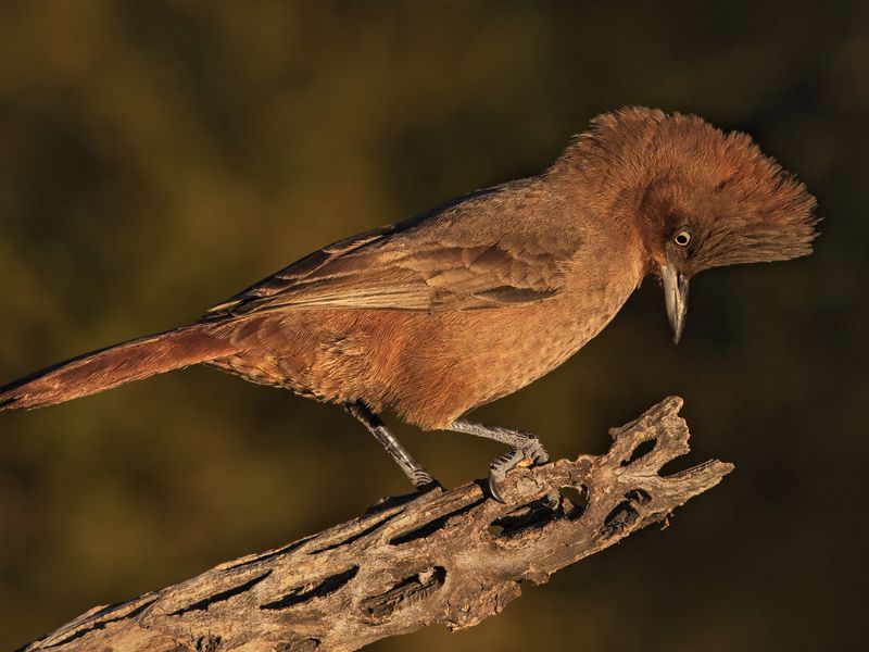 Pájaro Loco | Smithsonian Photo Contest | Smithsonian Magazine
