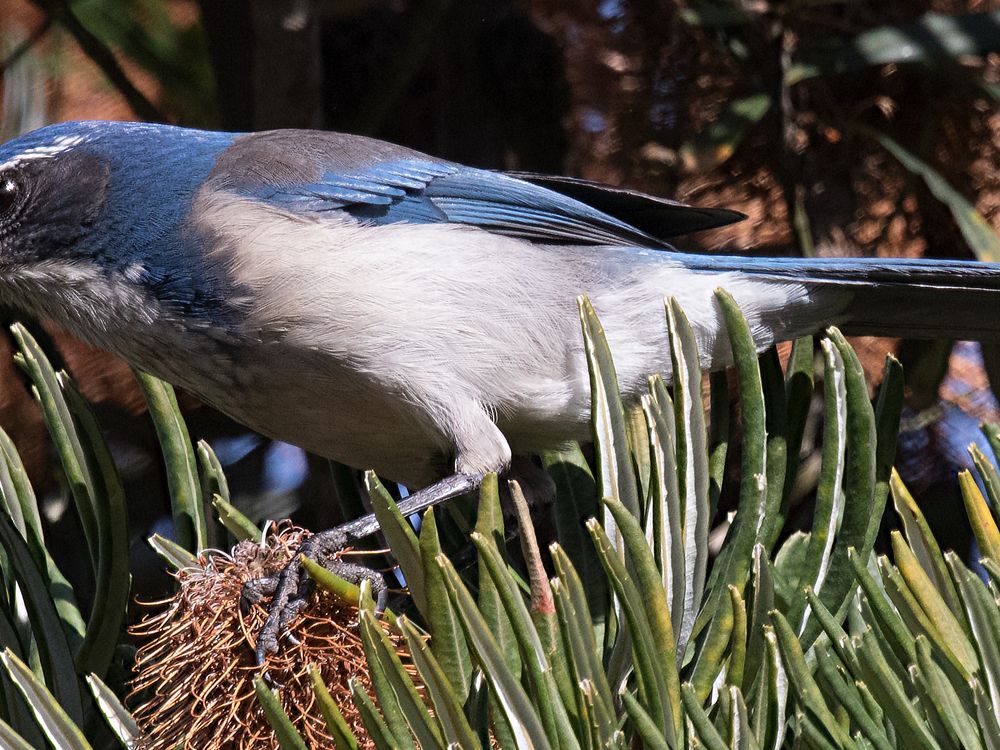 California Blue Jay eating a Yellow Jacket for Lunch | Smithsonian ...
